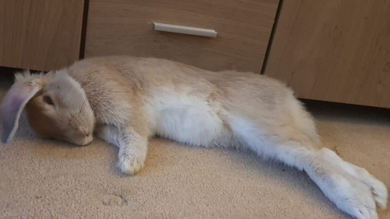A Guide to Rabbits Sleeping - Habits and Positions | Cottontail Club