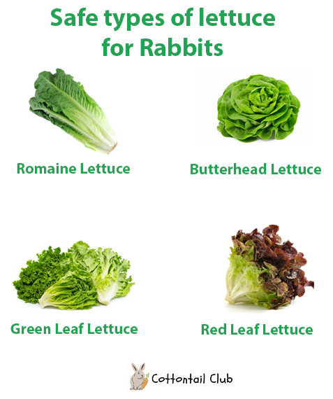 Can Rabbits Eat Lettuce? The Myths, Answers & Science | Cottontail Club