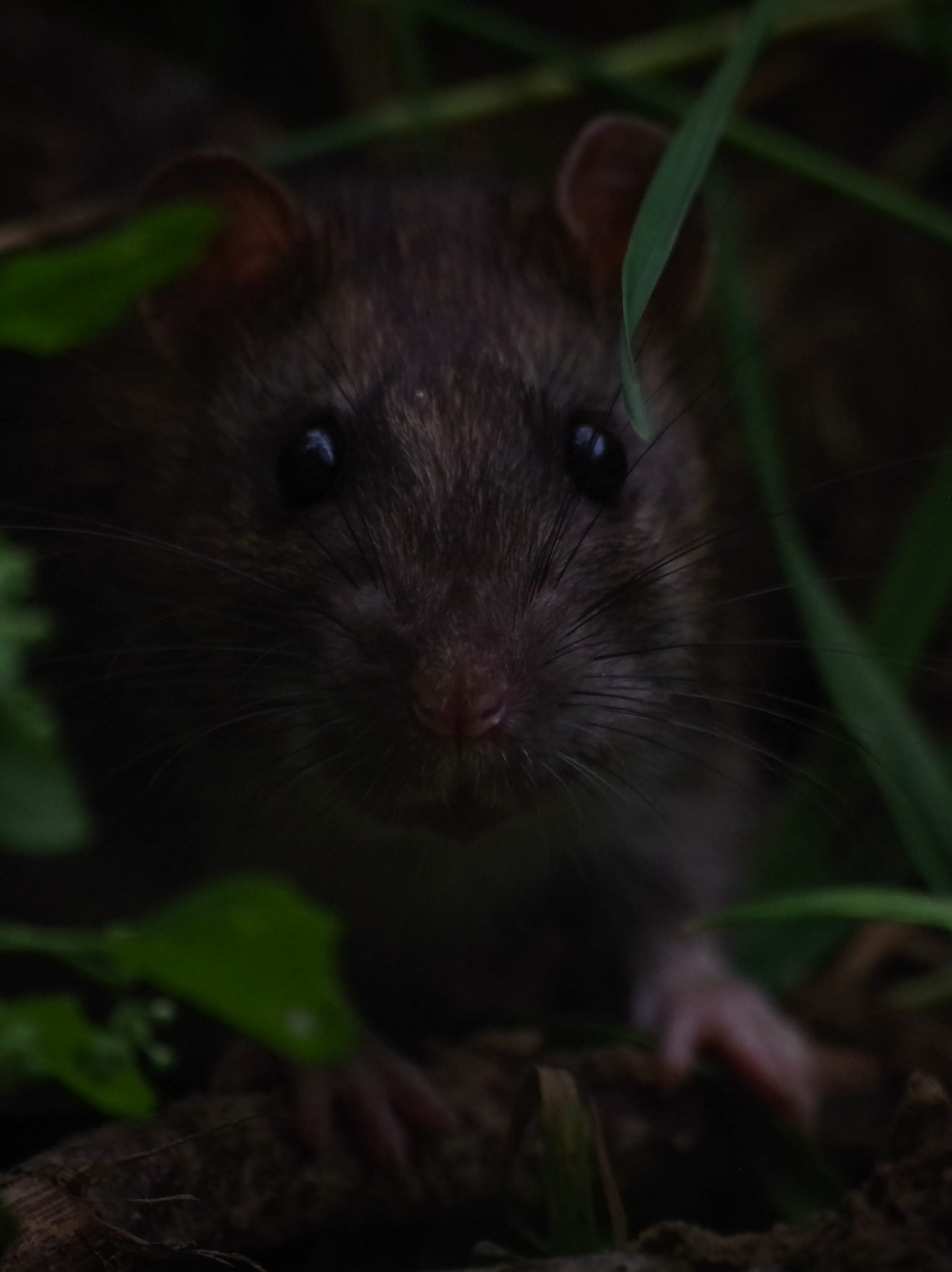 Rabbit Predators - Comprehensive Guide & List | Cottontail Club