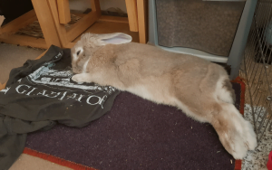 Rabbit Tails: What is their purpose? | Cottontail Club