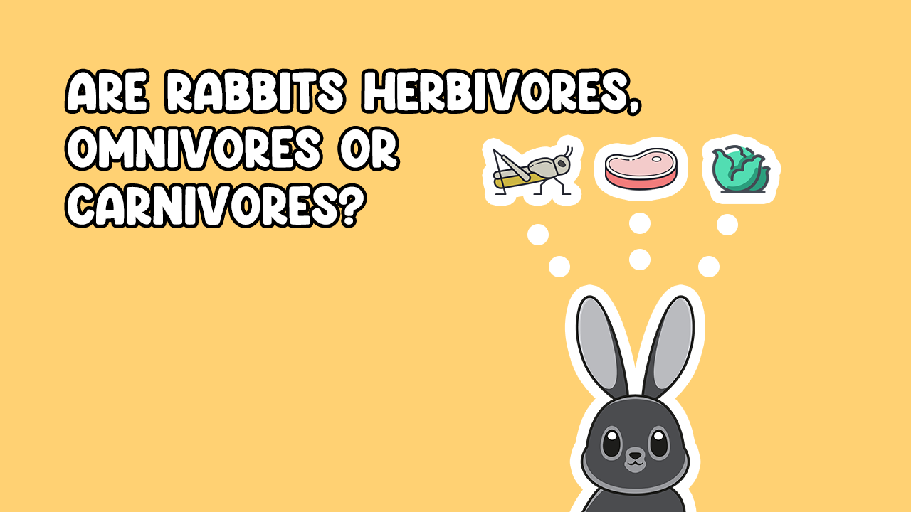 Are Rabbits Herbivores, Omnivores or Carnivores? | Cottontail Club