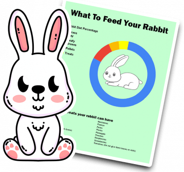 Rabbit Age Calculator | Cottontail Club