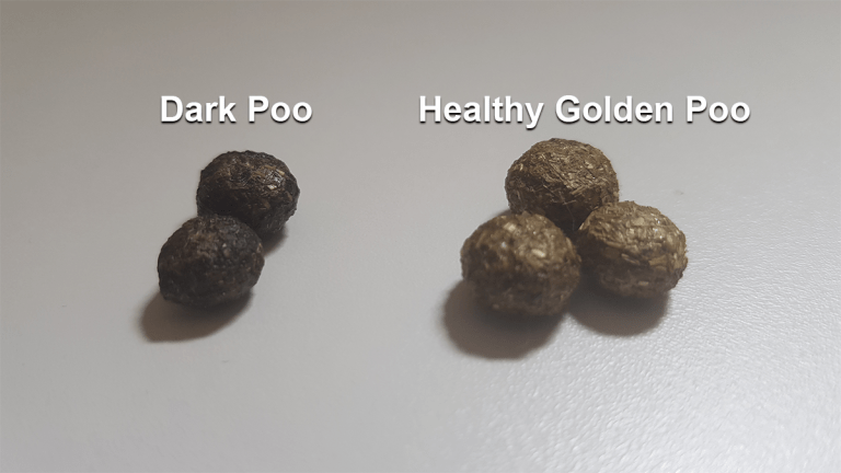 Rabbit Poop - Everything you need to know | Cottontail Club