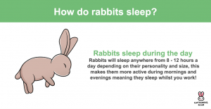 A Guide to Rabbits Sleeping - Habits and Positions | Cottontail Club