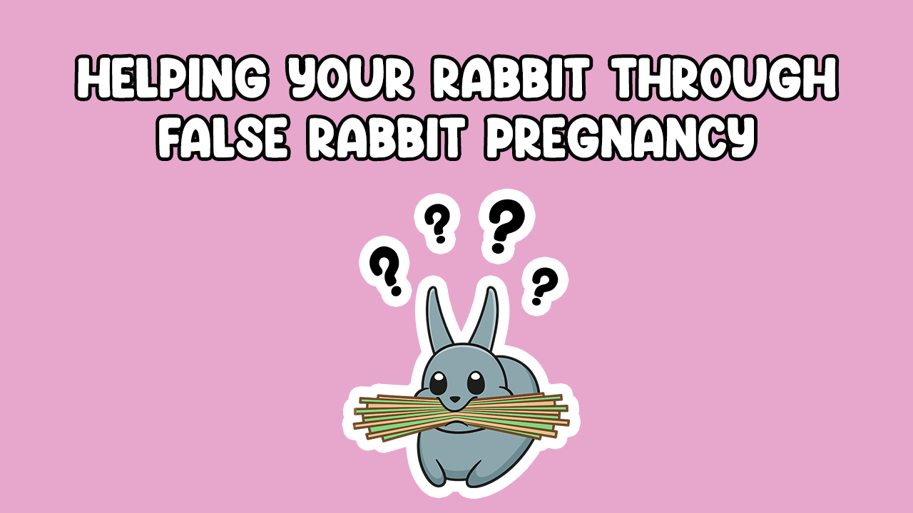 Helping your rabbit through False Rabbit Pregnancy | Cottontail Club