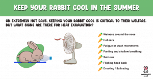 Practical Tips for Cooling Your Bunnies in the Summer Heat | Cottontail ...
