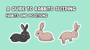 A Guide to Rabbits Sleeping - Habits and Positions | Cottontail Club