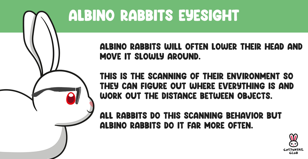 Everything you need to know about Albino Rabbits | Cottontail Club