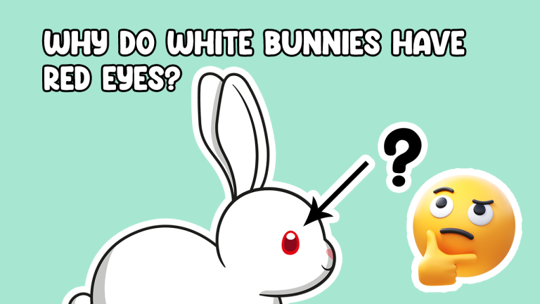 Why Do White Bunnies Have Red Eyes? | Cottontail Club