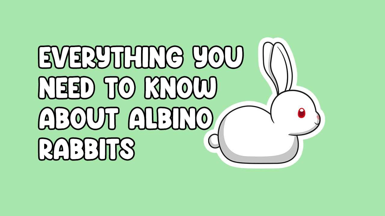 Everything you need to know about Albino Rabbits | Cottontail Club
