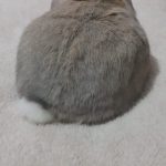 Rabbit Tails: What is their purpose? | Cottontail Club