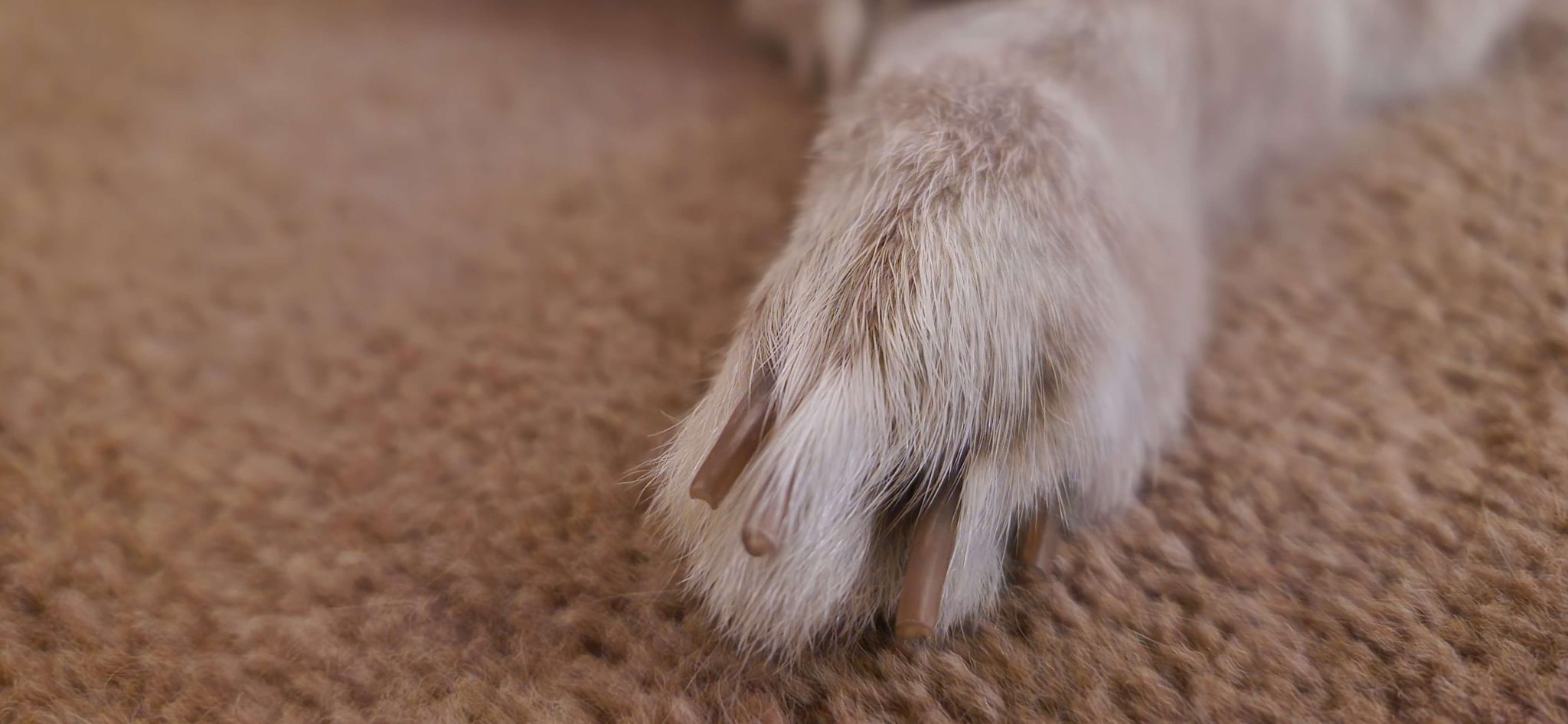Are Rabbit Scratches Dangerous? | Cottontail Club