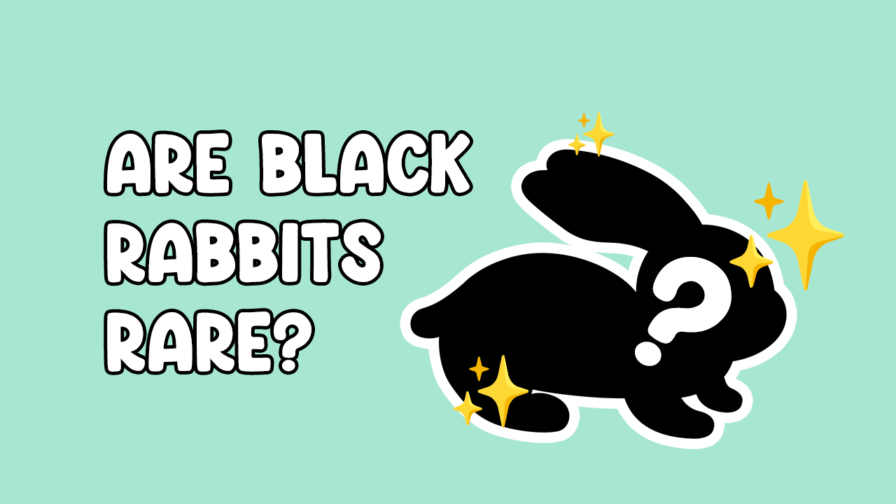 Are Black Rabbits Rare? | Cottontail Club