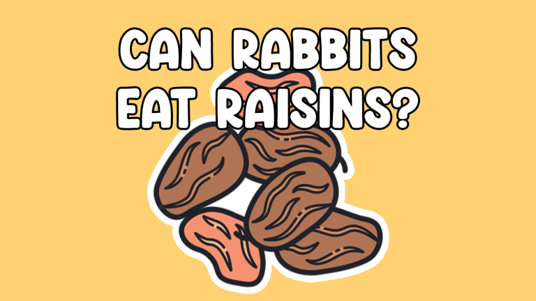 Can Rabbits eat Raisins? | Cottontail Club
