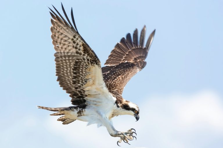 Do Hawks Eat Rabbits? How to keep your Rabbit Safe | Cottontail Club
